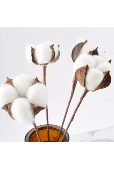 Fekarehome Doğal Pamuk Dalları (6 Adet) Fekarehome Doğal Pamuk Dalları (6 Adet)