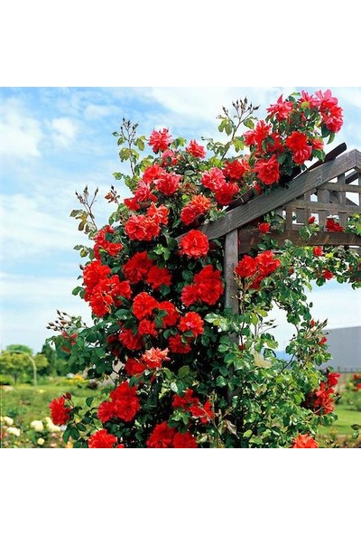 Tohumcumm 5 Adet Kırmızı Sarmaşık Gül Tohumu Tohumcumm 5 Adet Kırmızı Sarmaşık Gül Tohumu