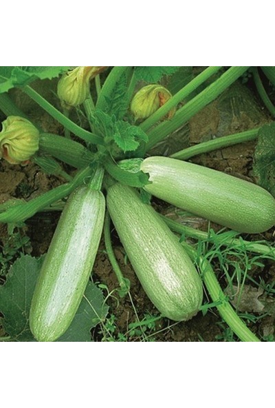 Ata Tohumculuk 10 Adet Tohum Sakız Kabak Tohumu Ata Tohum Dolmalık Beyaz Kabak Köy Kabağı