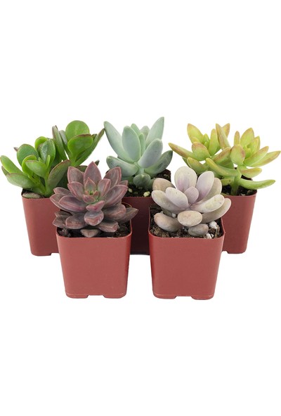 Levant Kaktüs Seti Özel Türler Persian Levant Kaktüs Seti Özel Türler Persian