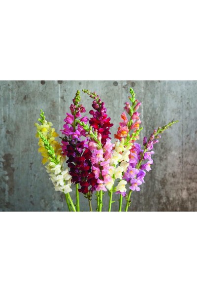 Boothas Aslanağzı Çiçeği Tohumu 15'li