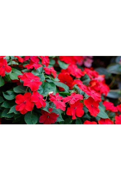 Boothas Cam Güzeli Çiçeği Tohumu 15'li