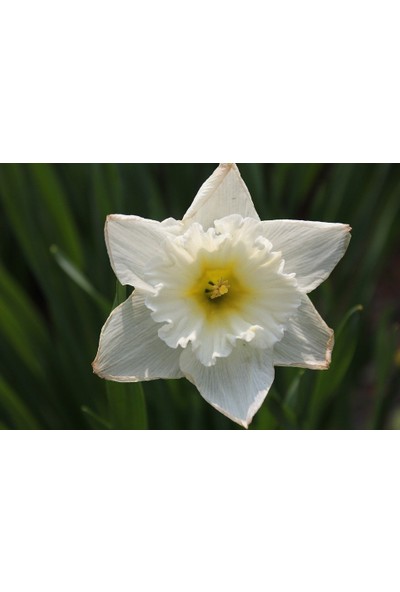 Boothas Nergis Çiçeği Tohumu 15'li