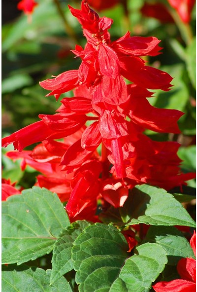 Boothas Ateş Çiçeği Tohumu 15'li Boothas Ateş Çiçeği Tohumu 15'li