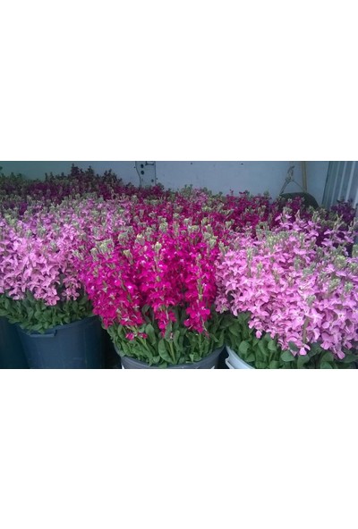 Boothas Şebboy Çiçeği Tohumu 15'li