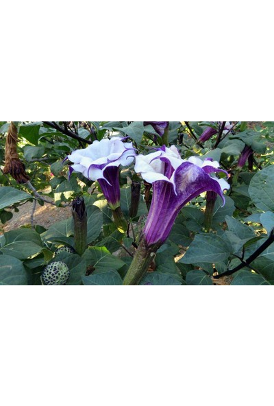 Boothas Boru Çiçeği Tohumu 15 'li Saksı Torf