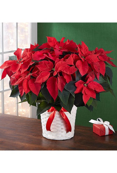 Boothas Atatürk Çiçeği Tohumu 15 'li Saksı Torf