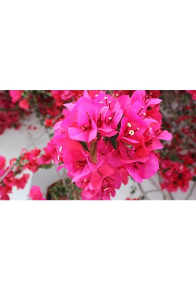 Boothas Begonvil Çiçeği Tohumu 15 'li Saksı Torf