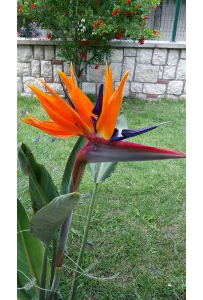 Boothas Cennet Çiçeği Tohumu 15 'li Saksı Torf