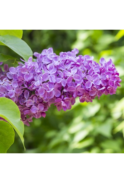 Boothas Leylak Tohumu 15 'li Saksı Tohum Boothas Leylak Tohumu 15 'li Saksı Tohum