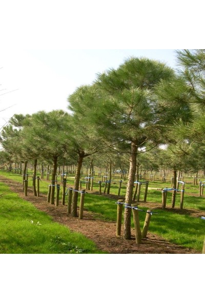 Tacirdepoticaret Tüplü Pinus Pinea Fıstık Çamı Fidanı