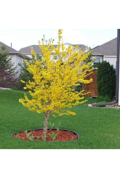 Tacirdepoticaret Tüplü Forsythi Altın Çanı Fidanı