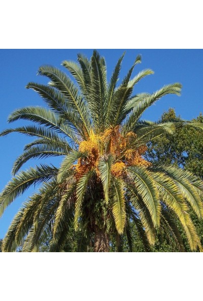 Tacirdepoticaret Kanarya Hurma Palmiyesi ( Phoenix Canariensis) -80-120 cm Tacirdepoticaret Kanarya Hurma Palmiyesi ( Phoenix Canariensis) -80-120 cm