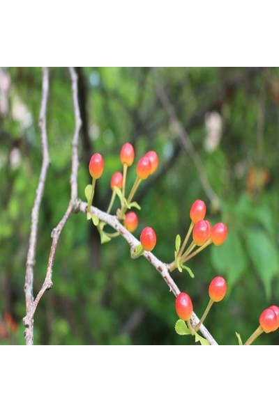 Tacirdepoticaret Tüplü Süs Kirazı Fidanı (Prunus Serrulata) Tacirdepoticaret Tüplü Süs Kirazı Fidanı (Prunus Serrulata)