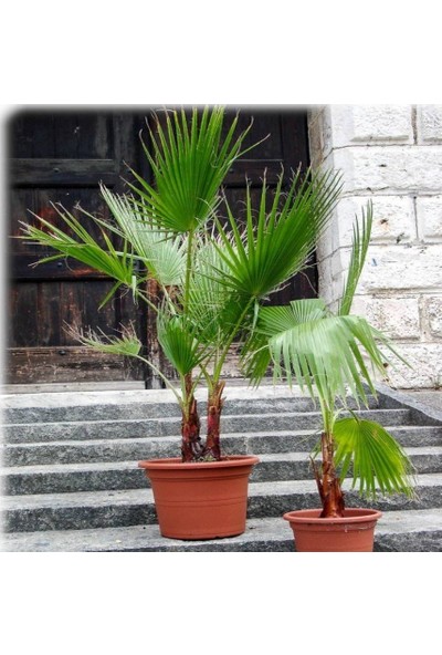 Tacirdepoticaret Pamuk Palmiye Washingtonia Filifera Palmiye Ağacı Fidanı(20-40 Cm) Tacirdepoticaret Pamuk Palmiye Washingtonia Filifera Palmiye Ağacı Fidanı(20-40 Cm)