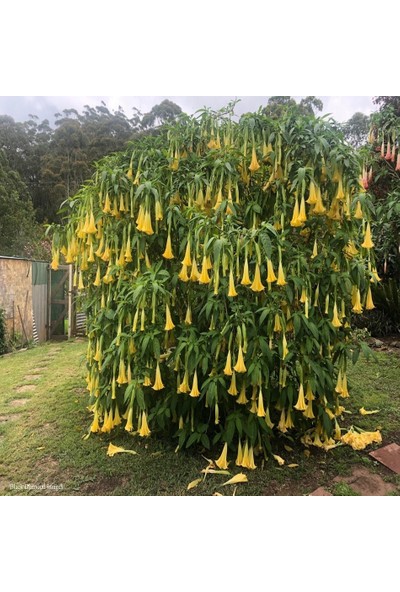 Tacirdepoticaret Tüplü Yellow Brugmansia Meleklerin Borozanı Fidanı