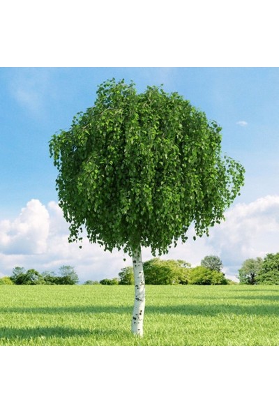 Tacirdepoticaret Tüplü Huş Ağacı Fidanı