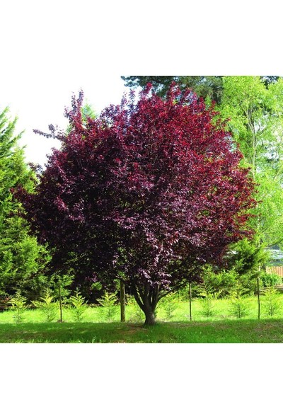 Tacirdepoticaret Tüplü Süs Eriği (Prunus Cerasifera) Fidanı Tacirdepoticaret Tüplü Süs Eriği (Prunus Cerasifera) Fidanı