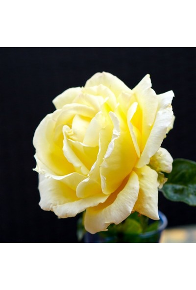 Tacirdepoticaret Tüplü Sunny Açık Sarı Yediveren Gül Fidanı Tacirdepoticaret Tüplü Sunny Açık Sarı Yediveren Gül Fidanı