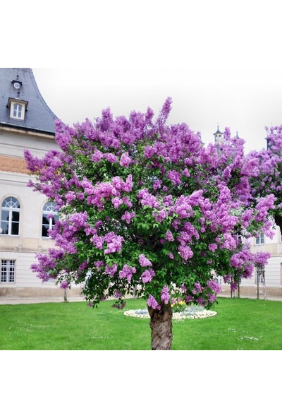 Tacirdepoticaret Tüplü Leylak (Syringa) Fidanı