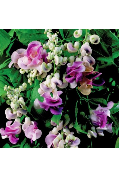 Tacirdepoticaret Tüplü Selluka Izmir Sarmaşığı Vigna Caracalla Fidesi (4 Adet)