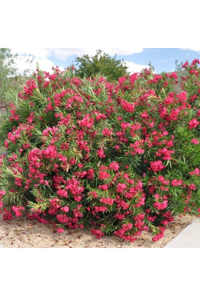 Tacirdepoticaret Tüplü Kırmızı Çiçekli Zakkum Fidanı Tacirdepoticaret Tüplü Kırmızı Çiçekli Zakkum Fidanı