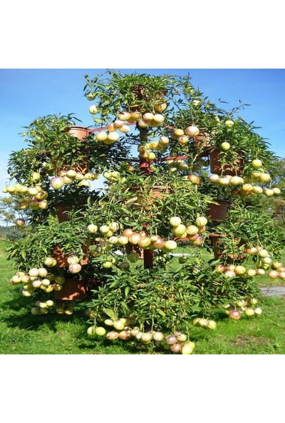 Tüplü Tropikal Salkım Pepino Fidanı