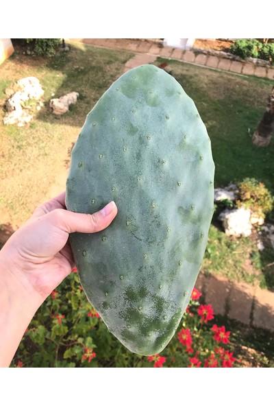 SÇ Frenk İnciri (Dikenli İncir) Yaprağı - 20 - 35 cm Boy