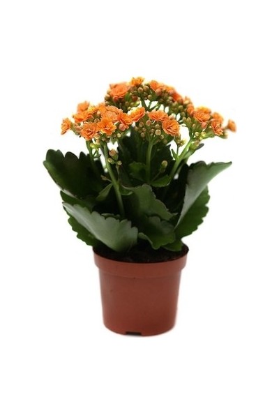 Aac tarım Kalanşo Çiçeği Kalanchoe Çiçeği Bitki Ev Ofis Bitkisi 20 - 25 cm Turuncu Aac tarım Kalanşo Çiçeği Kalanchoe Çiçeği Bitki Ev Ofis Bitkisi 20 - 25 cm Turuncu