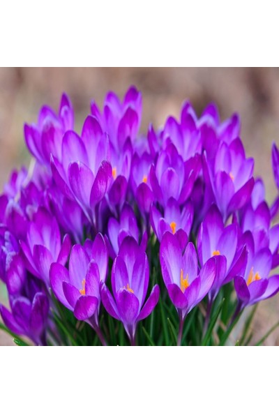 İdea Bahçe Özel Renk Eflatun Grand Maitre Çiğdem Soğanı 5'li