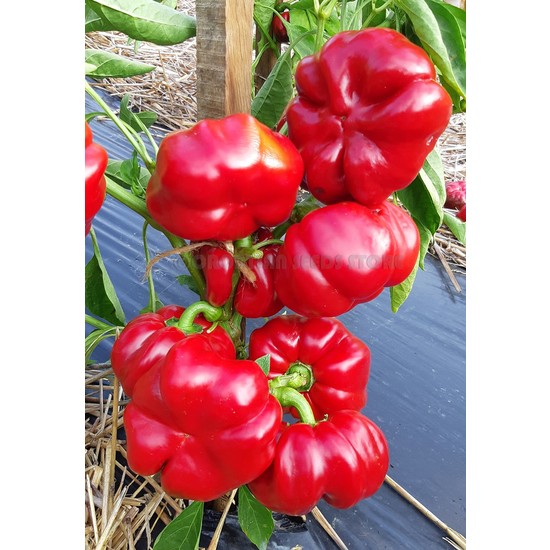 Murat Tohumculuk Murat Tohum Domates Biber Tohumu Kamber Fiyatı