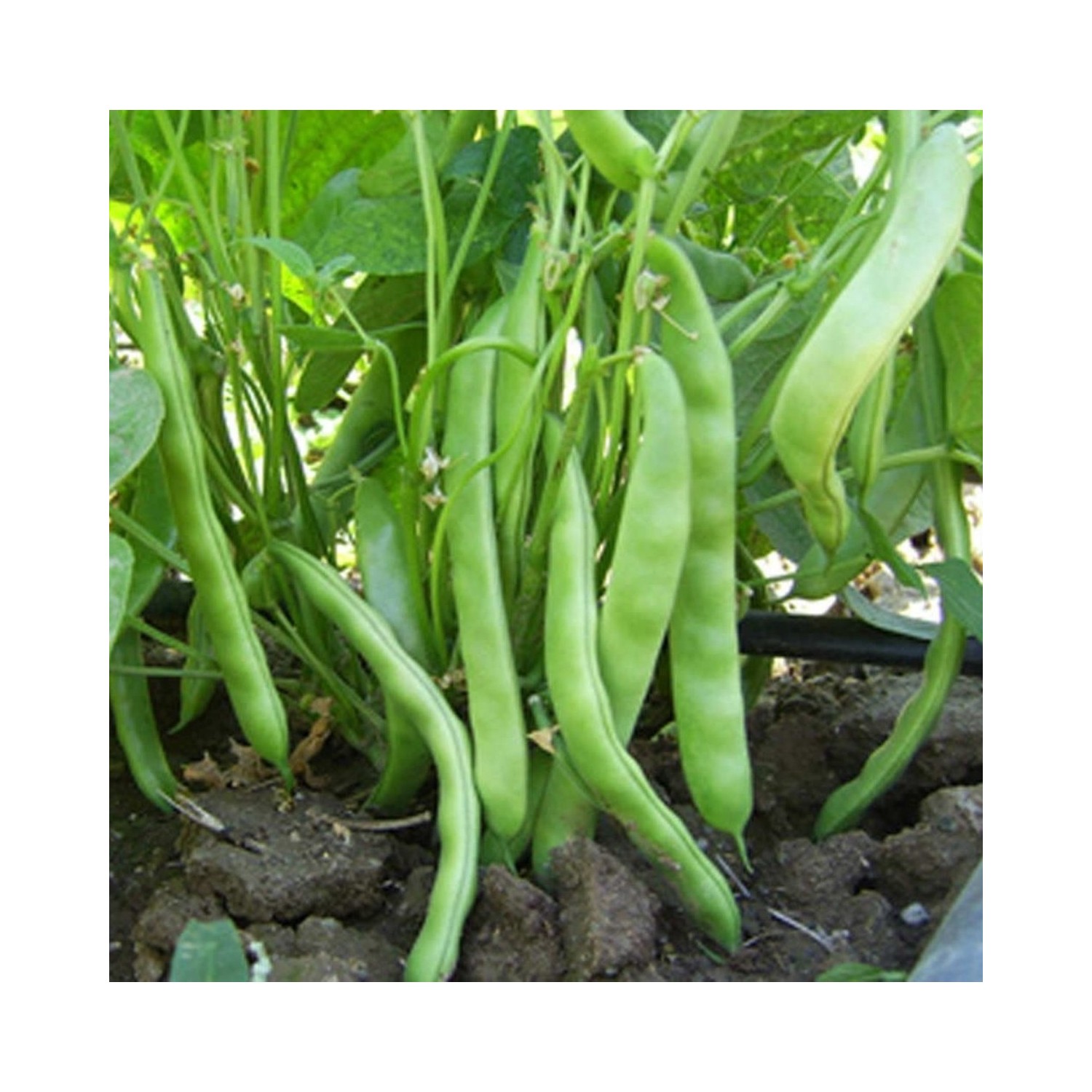 Murat Tohumculuk Murat Tohum Magnumax Demir Fasulye Tohumu Fiyatı