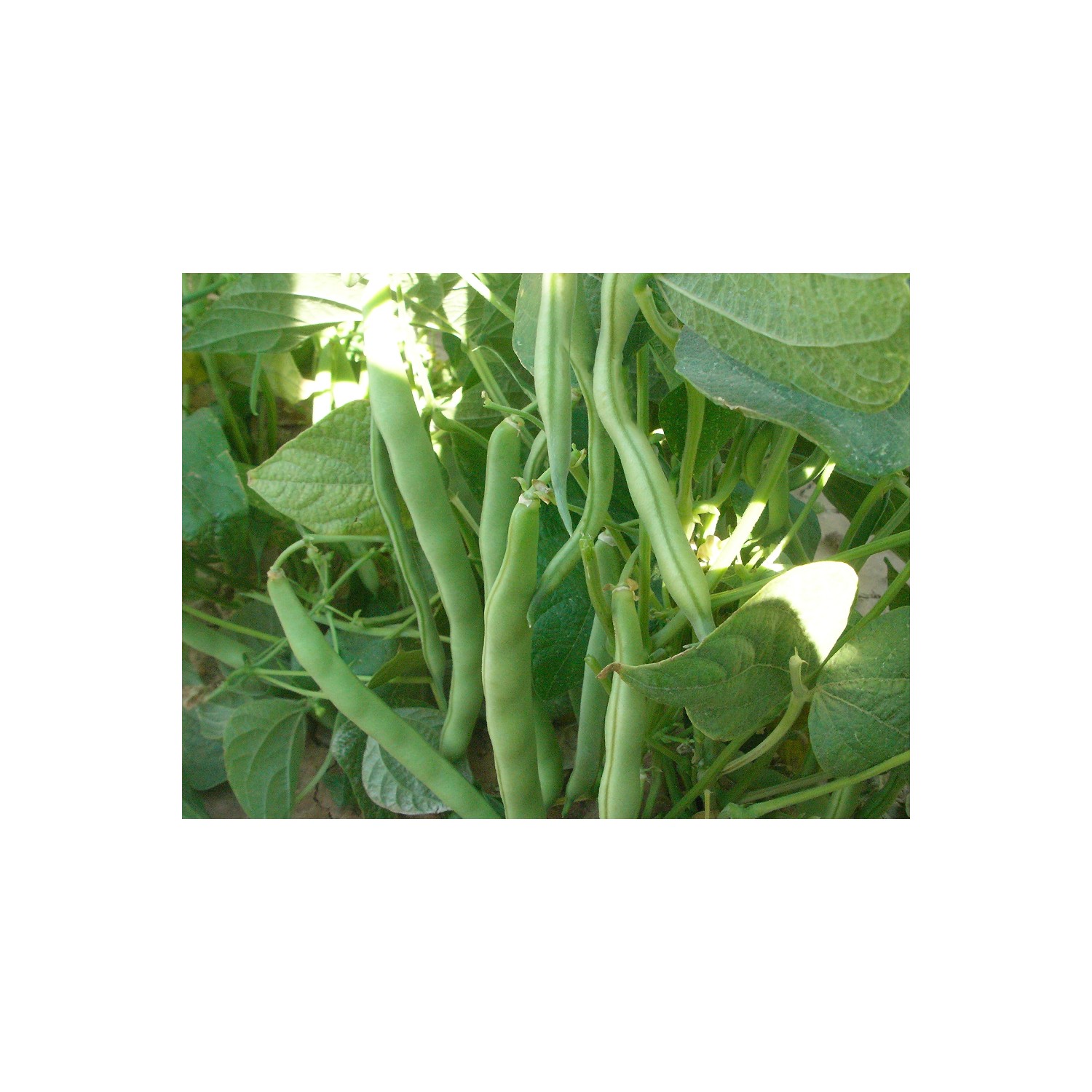 Murat Tohumculuk Murat Tohum Magnumax Demir Fasulye Tohumu Fiyatı