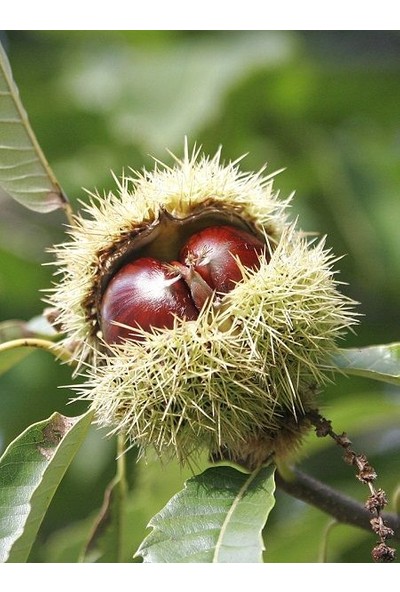 Peyzaj Store Aşılı Kestane Fidanı Peyzaj Store Aşılı Kestane Fidanı