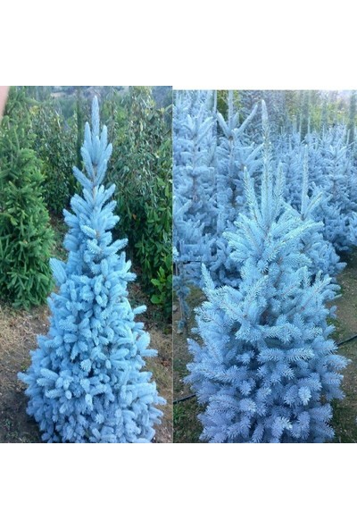 Tohumcumm 10 Adet Nadir Mavi Ladin Ağaç Tohumu Mavi Ladin Ağacı Tohumu