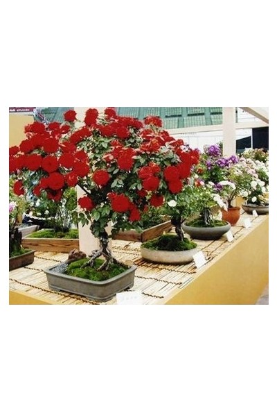 Tohumcumm Bodur Bonsai Kırmızı Gül Ağacı Tohumu 5 Adet Gül Tohumu Tohumcumm Bodur Bonsai Kırmızı Gül Ağacı Tohumu 5 Adet Gül Tohumu