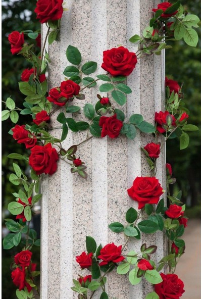 HB Botanic Sarmaşık Kırmızı Gül Tohumu / 5 Adet Tohum