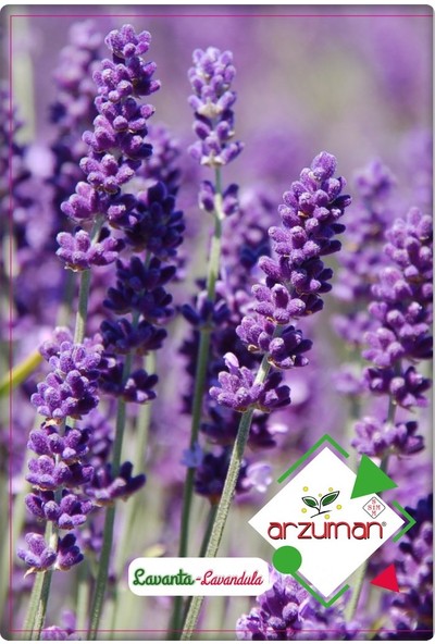 Arzuman Lavanta Çiçeği Tohumu (100 Adet)
