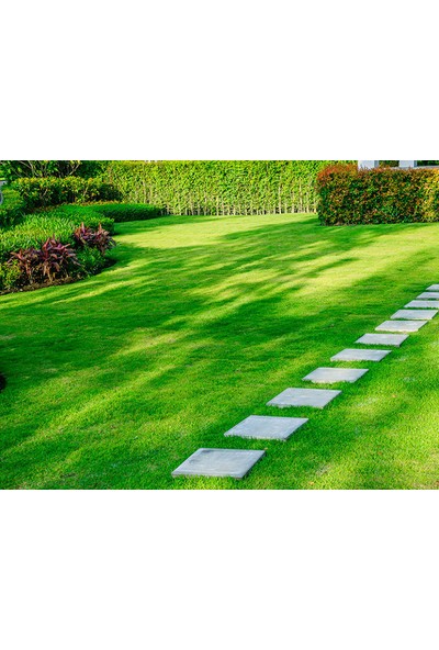 Tohumcumm 1kg Çim Tohumu Ithal 3lü Karışım Özel Çim Tohumu Tohumcumm 1kg Çim Tohumu Ithal 3lü Karışım Özel Çim Tohumu