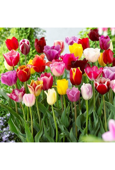 Mutbirlik Karışık Mix Lale Soğanı Paketi-12 Adet Mutbirlik Karışık Mix Lale Soğanı Paketi-12 Adet
