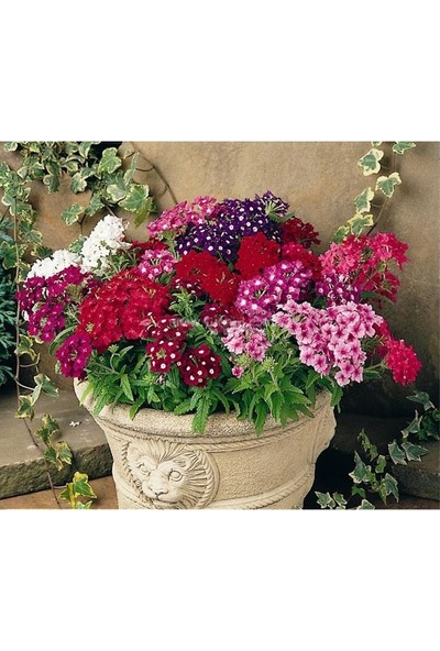 Boothas Mine Çiçeği Tohumu 5'li Boothas Mine Çiçeği Tohumu 5'li