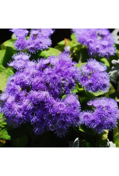 Boothas Vapur Dumanı Çiçeği Tohumu 15'li