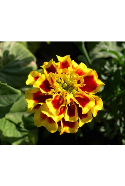 Boothas Kadife Çiçeği Tohumu 15'li