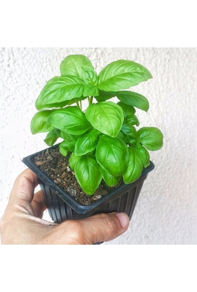 Mutbirlik Geniş Yapraklı Fesleğen Fidesi-5 Adet Mutbirlik Geniş Yapraklı Fesleğen Fidesi-5 Adet