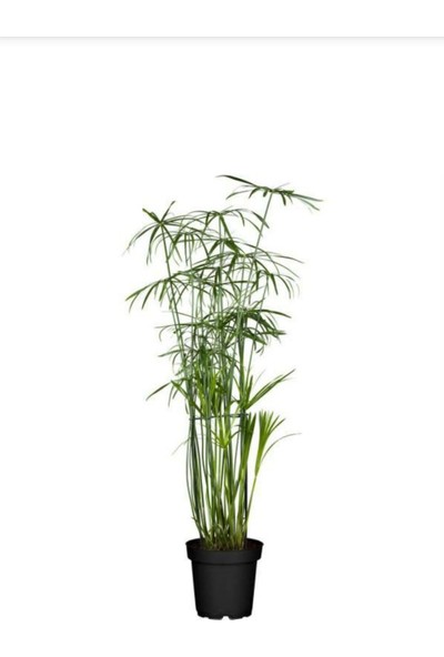 Önderler 7 Dallı Japon Şemşiyesi