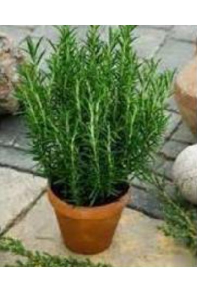 Önderler Biberiye Fidanı Saksıda