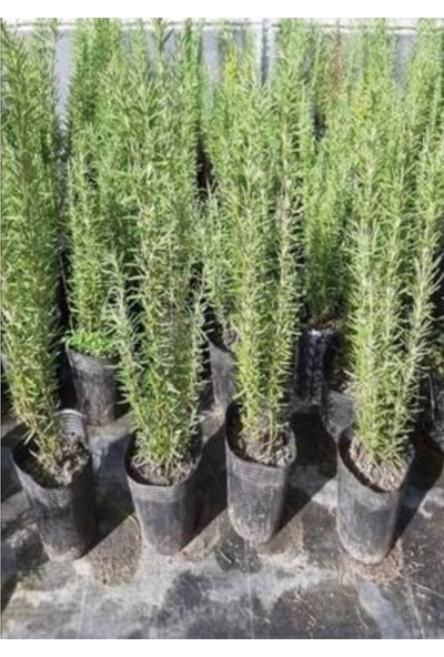 Önderler Biberiye Fidanı Viyolde Önderler Biberiye Fidanı Viyolde