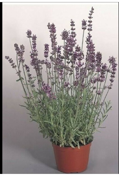 Önderler Saksıda Lavanta Fidanı