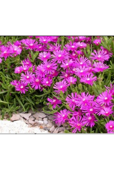 Önderler Acem Halısı Saksıda ( 3 Tane ) Önderler Acem Halısı Saksıda ( 3 Tane )