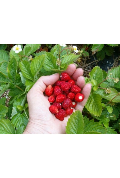 Tohumcumm Nadir Dağ Çileği Tohumu 20 Tohum Çilek Tohumu Tohumcumm Nadir Dağ Çileği Tohumu 20 Tohum Çilek Tohumu